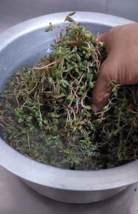 Delicious Noni Ka Saag Recipe for a Healthy Meal