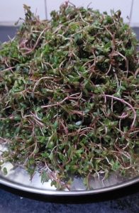 Delicious Noni Ka Saag Recipe for a Healthy Meal